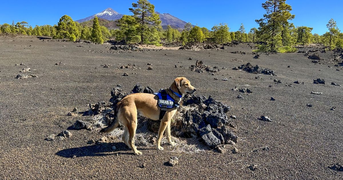The Volcano Route on Tenerife between lava flows and caves